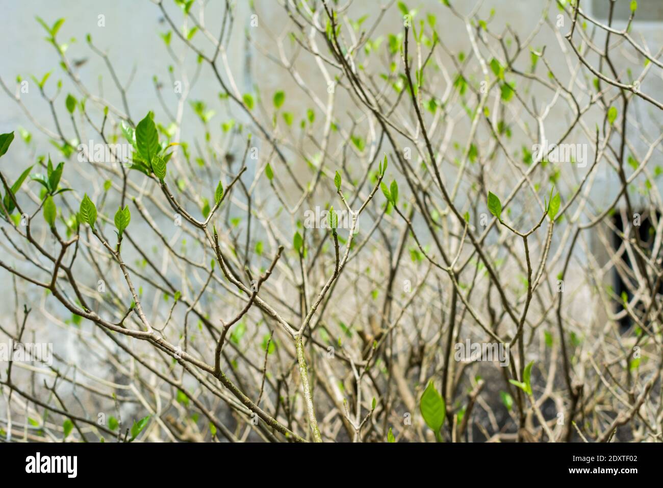 New sprouts growing in the tree in spring in Shenzhen, China Stock ...