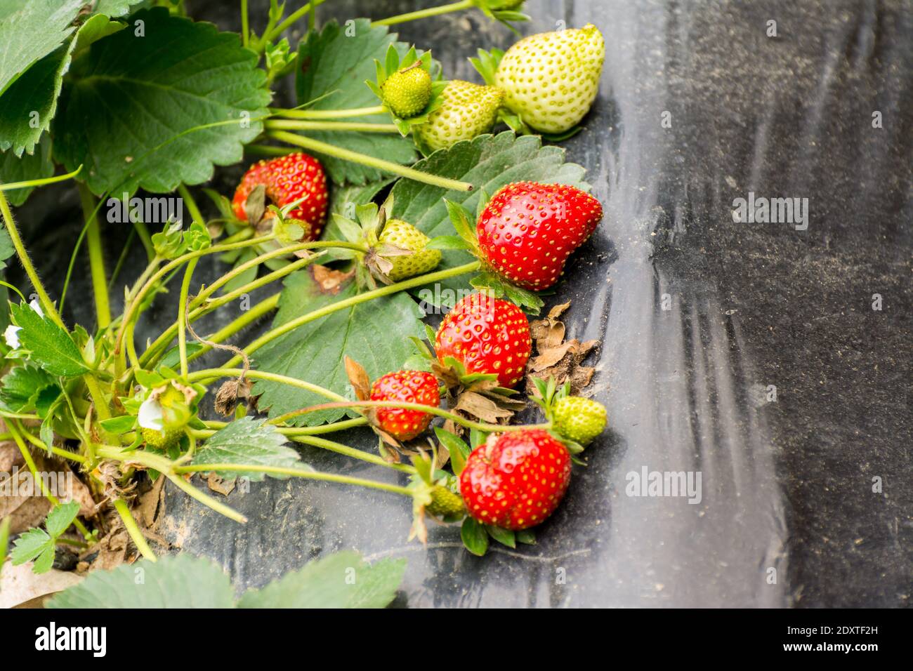 Red and green strawberry growing the farm land in Shenzhen, China Stock ...