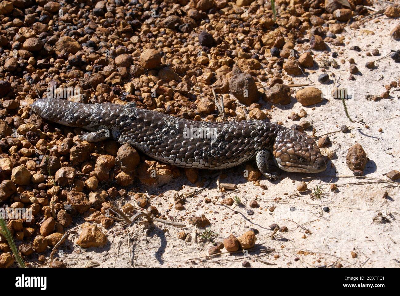 Bobtail skink from western australia hi-res stock photography and ...