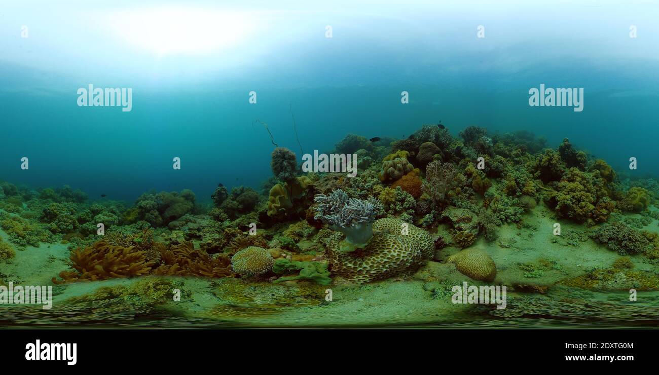 Tropical colourful underwater seascape. Tropical fishes and coral reef ...