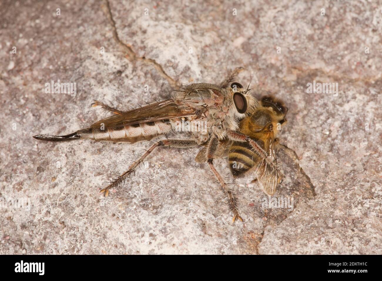 Robber Fly female, Efferia triton, Asilidae. Length 29 mm. Feeding on ...