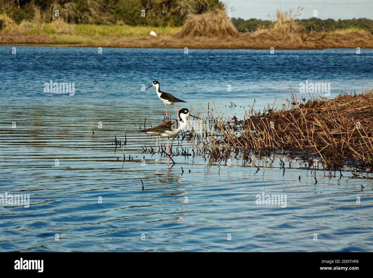 Black-necked stilt; 2 birds; standing in water, Himantopus mexicanus ...