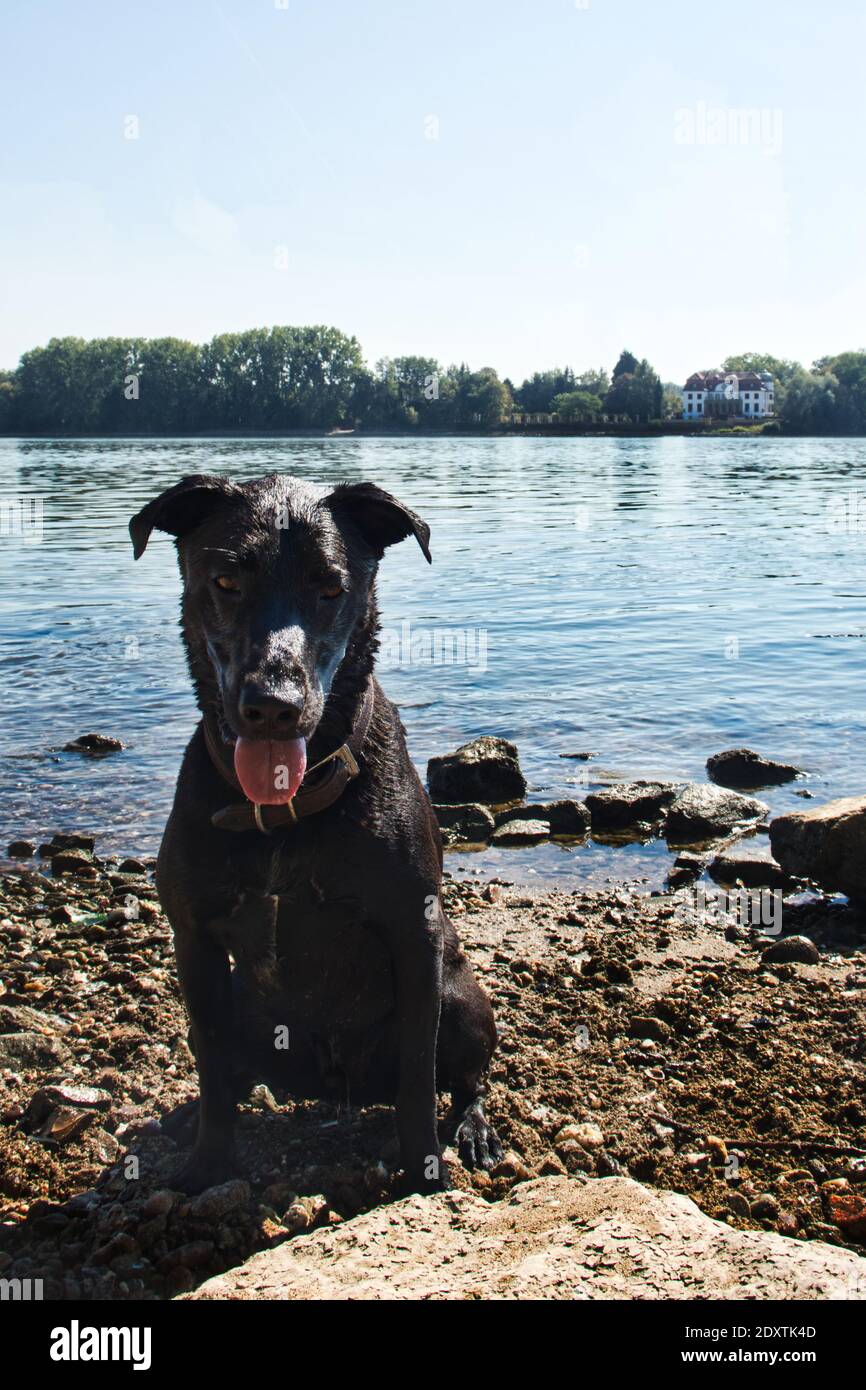 Black Labrador retriever playing fetch in the Rhein river in Eltville ...
