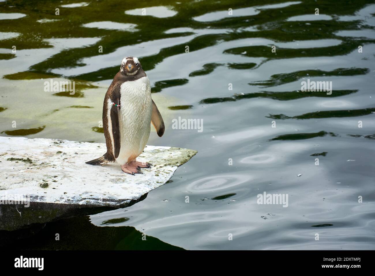 Captivity animals birds hi-res stock photography and images - Alamy