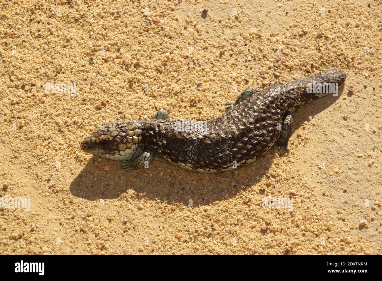 Tiliqua rugosa, the western shingleback or bobtail lizard, on yellow ...