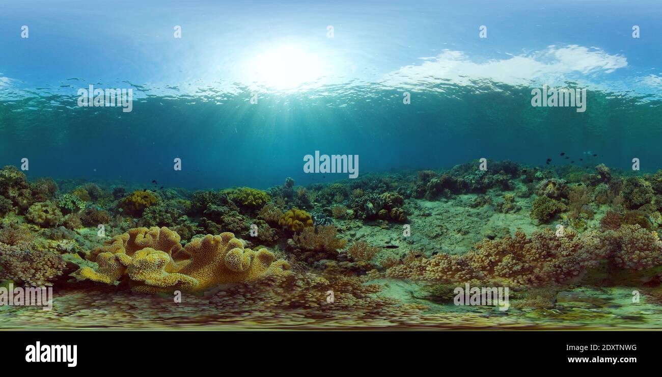 Tropical fishes and coral reef at diving. Beautiful underwater world ...