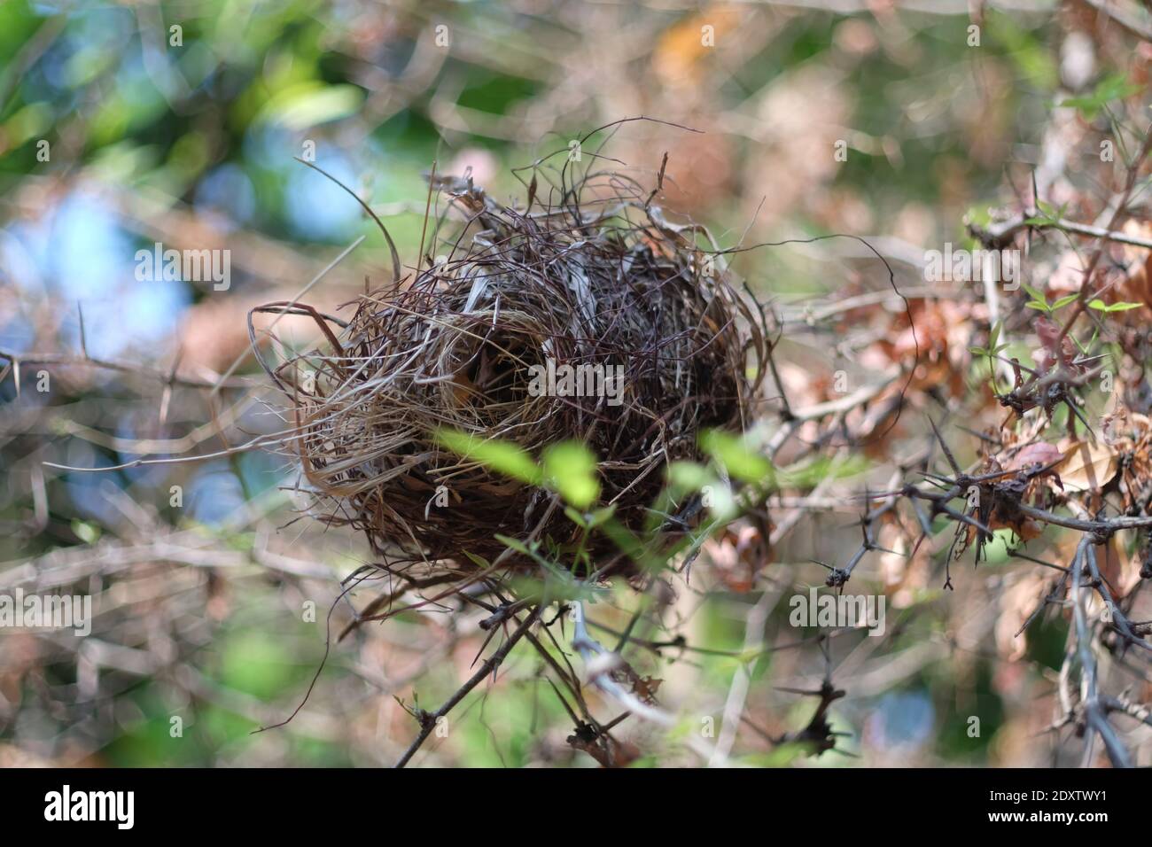 Birds nest on tree branch hi-res stock photography and images - Alamy