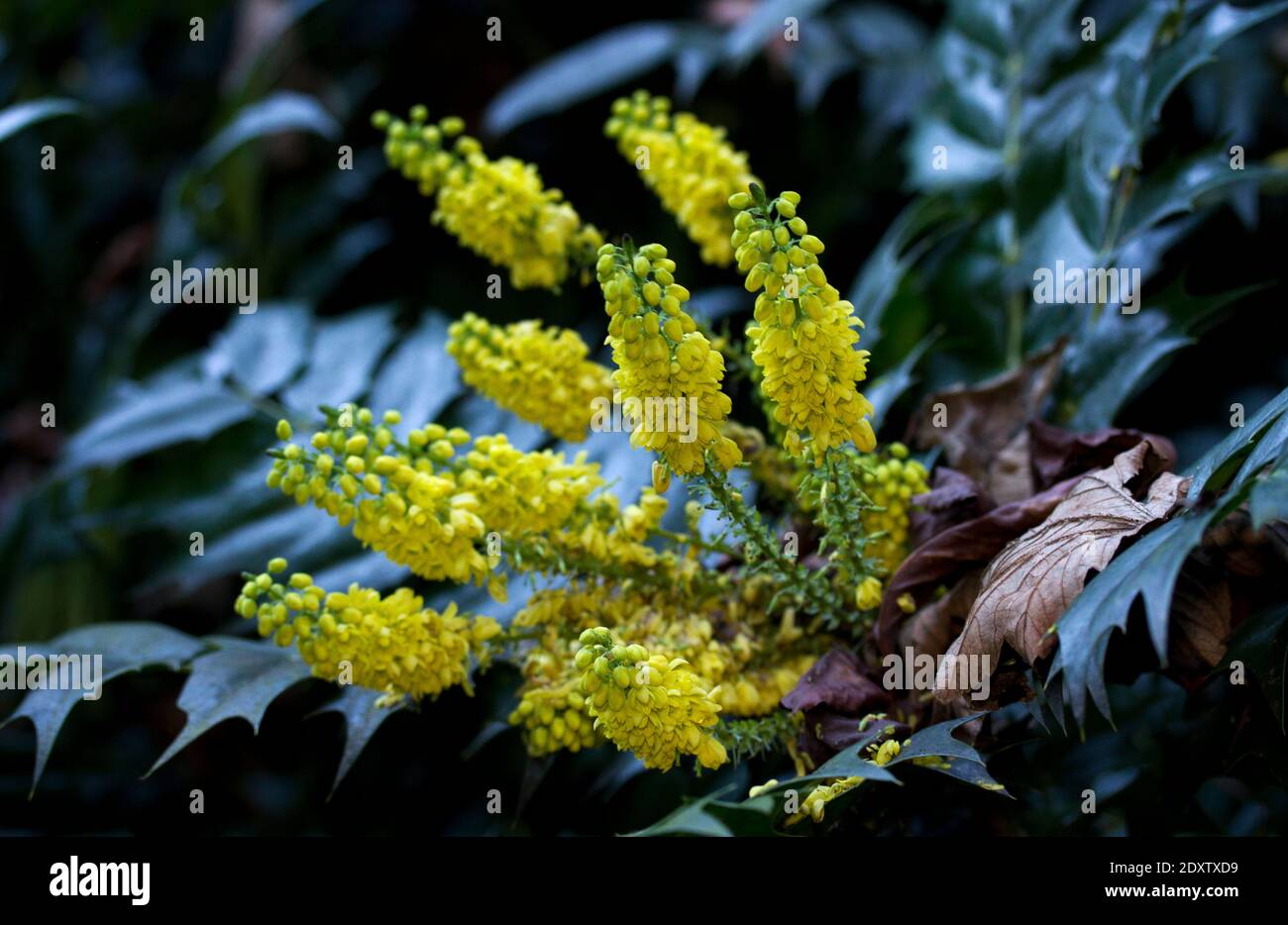 Mahonia are popular garden plants that are native to Taiwan, not Japan ...