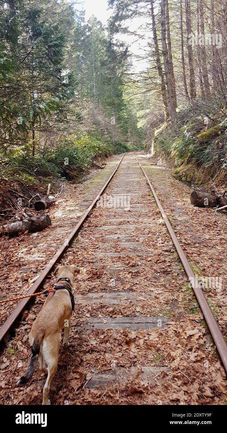 Dog On Railroad Tracks High Resolution Stock Photography and Images - Alamy