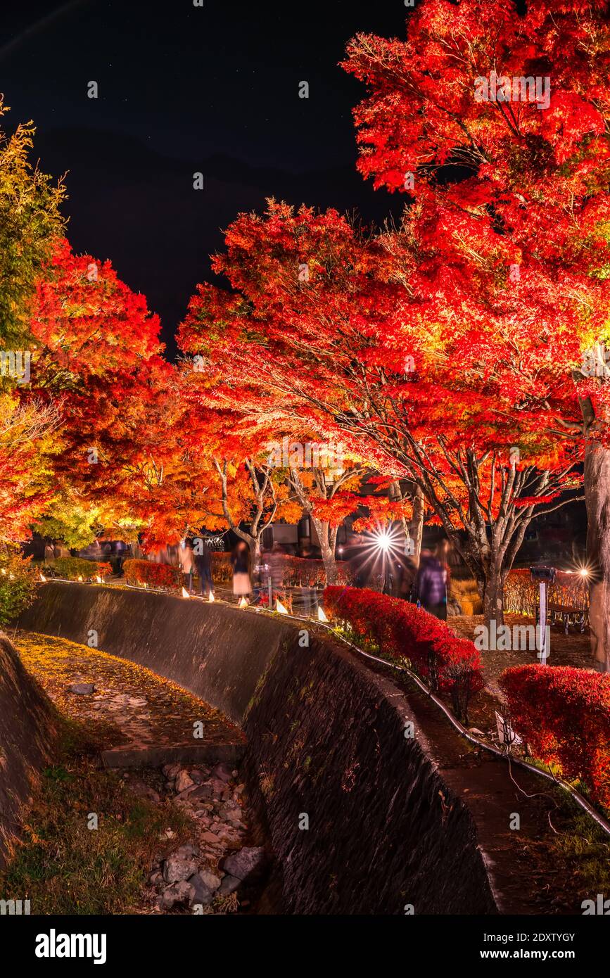Night display of the colorful trees in autumn at Fujikawaguchiko next ...