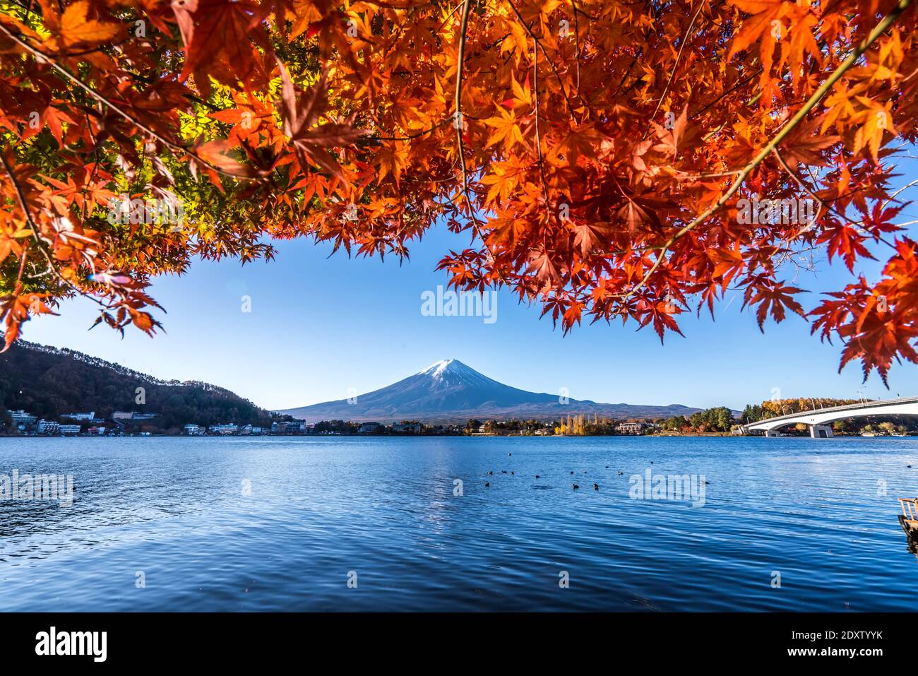 Colorful Autumn in Mount Fuji, Japan - Lake Kawaguchiko is one of the ...