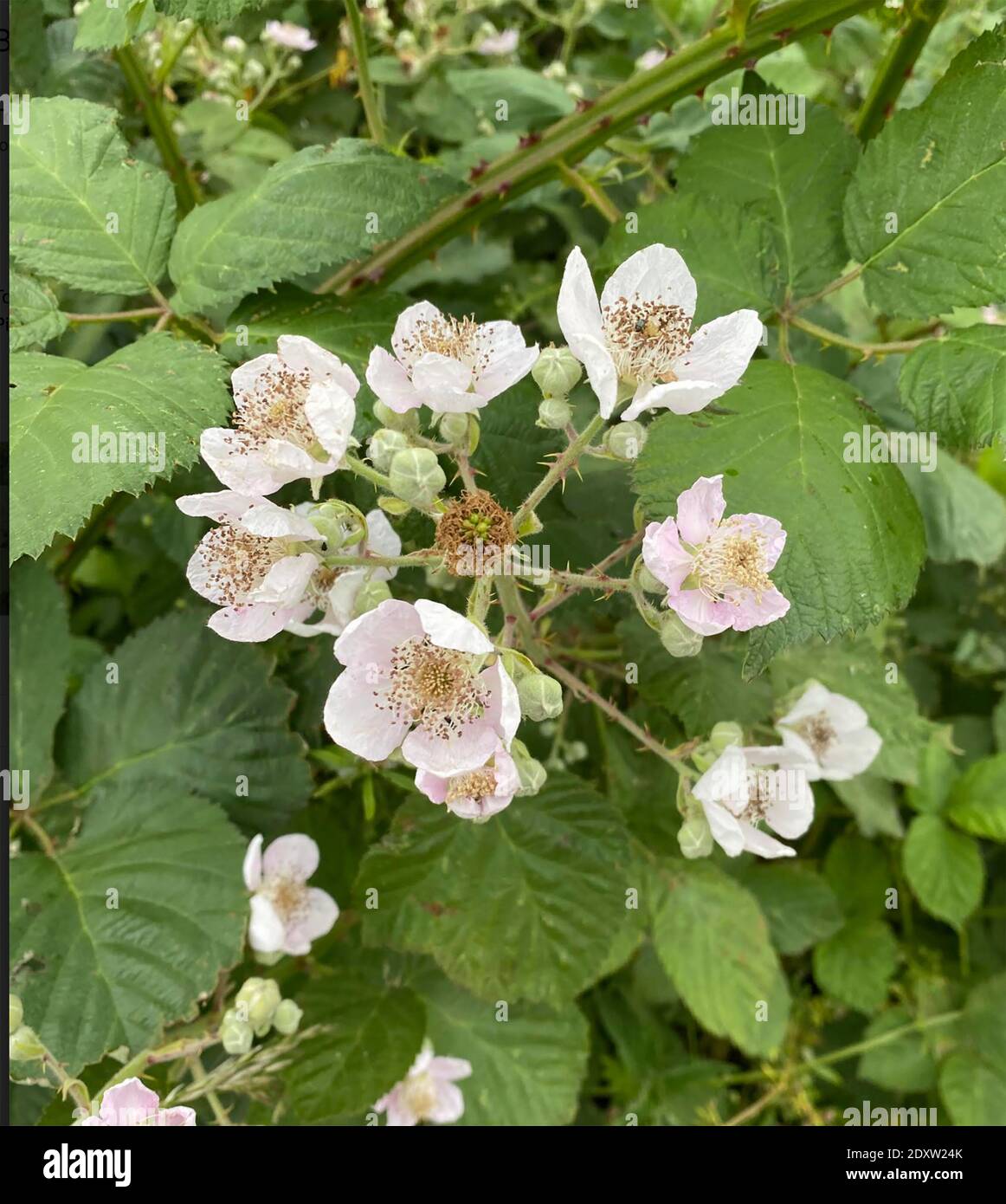 BRAMBLE aka Blackberry - Rubus fruiticosus Photo: Tony Gale Stock Photo ...