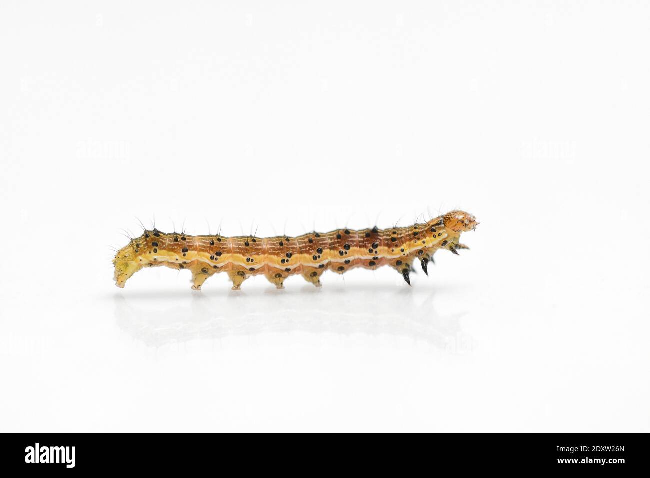 Caterpillar up close Cut Out Stock Images & Pictures - Alamy