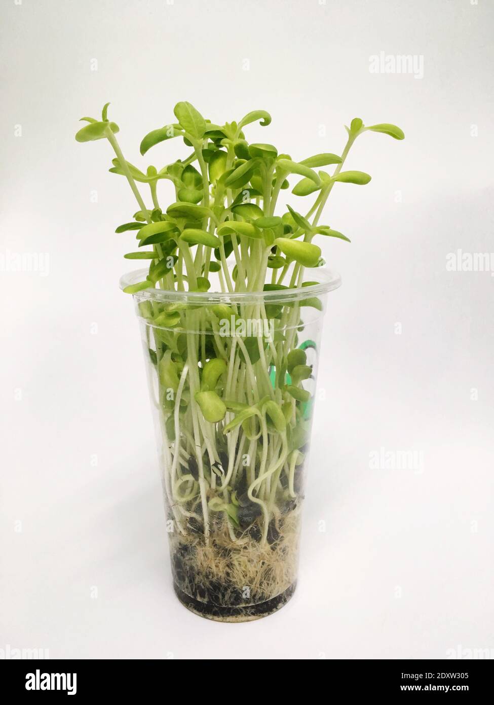 Sprouted sunflower hi-res stock photography and images - Alamy
