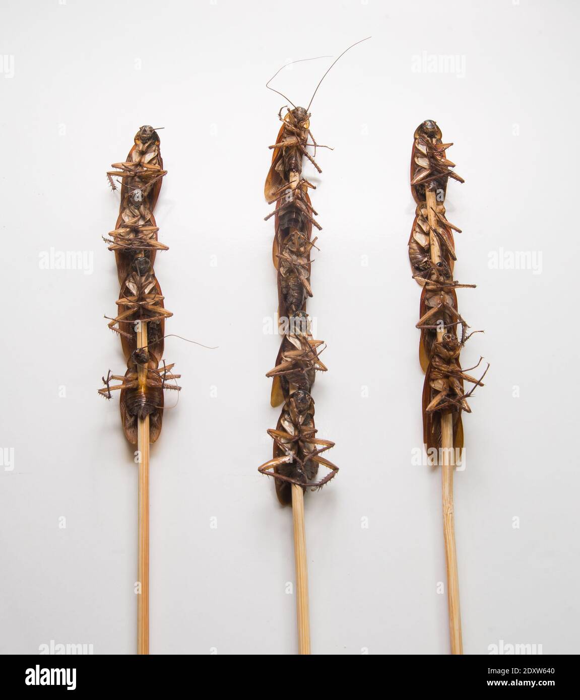 Cockroach plant hi-res stock photography and images - Alamy