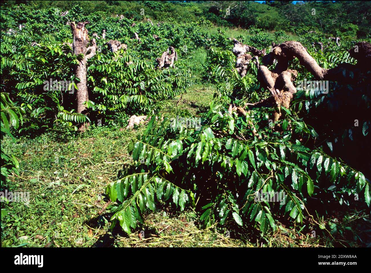Ylang-Ylang Plantation Canada at Benjamin Bomar blog