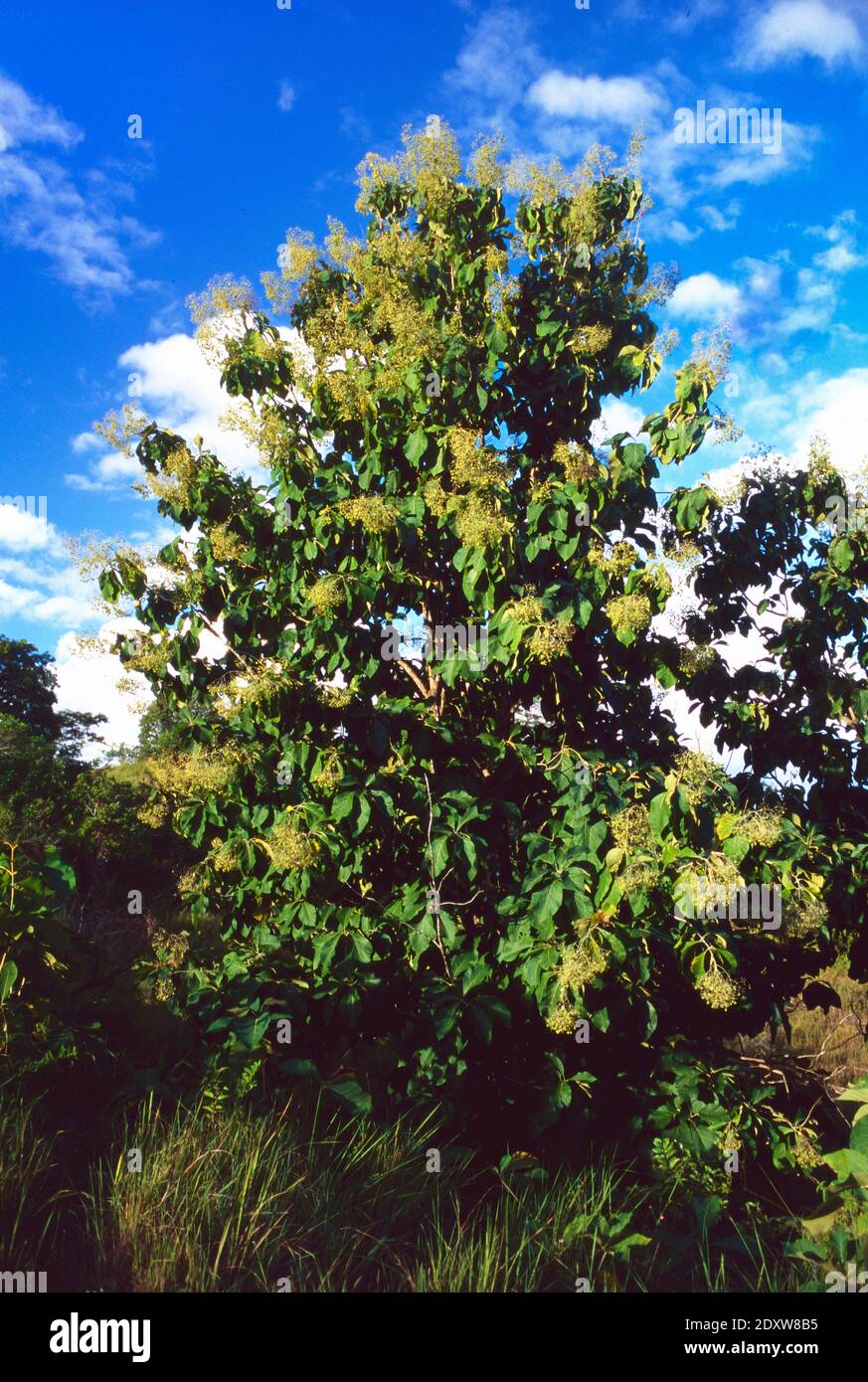 Flowering Teak Tree, Tectona grandis Stock Photo - Alamy