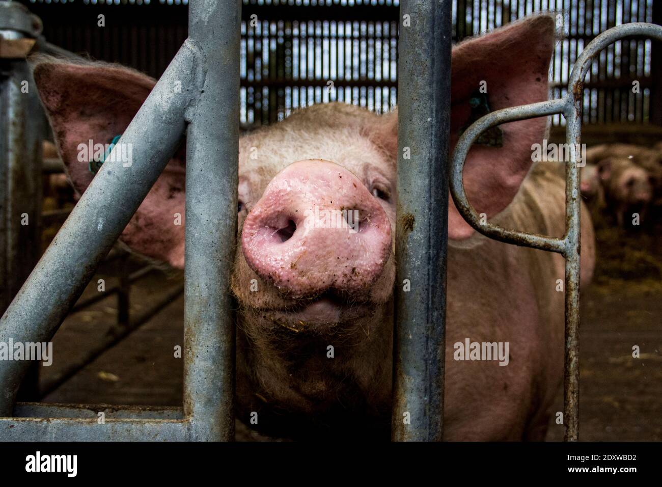 Marine Le Pen visits a pig farm in Brittany. Marine Le Pen, the ...