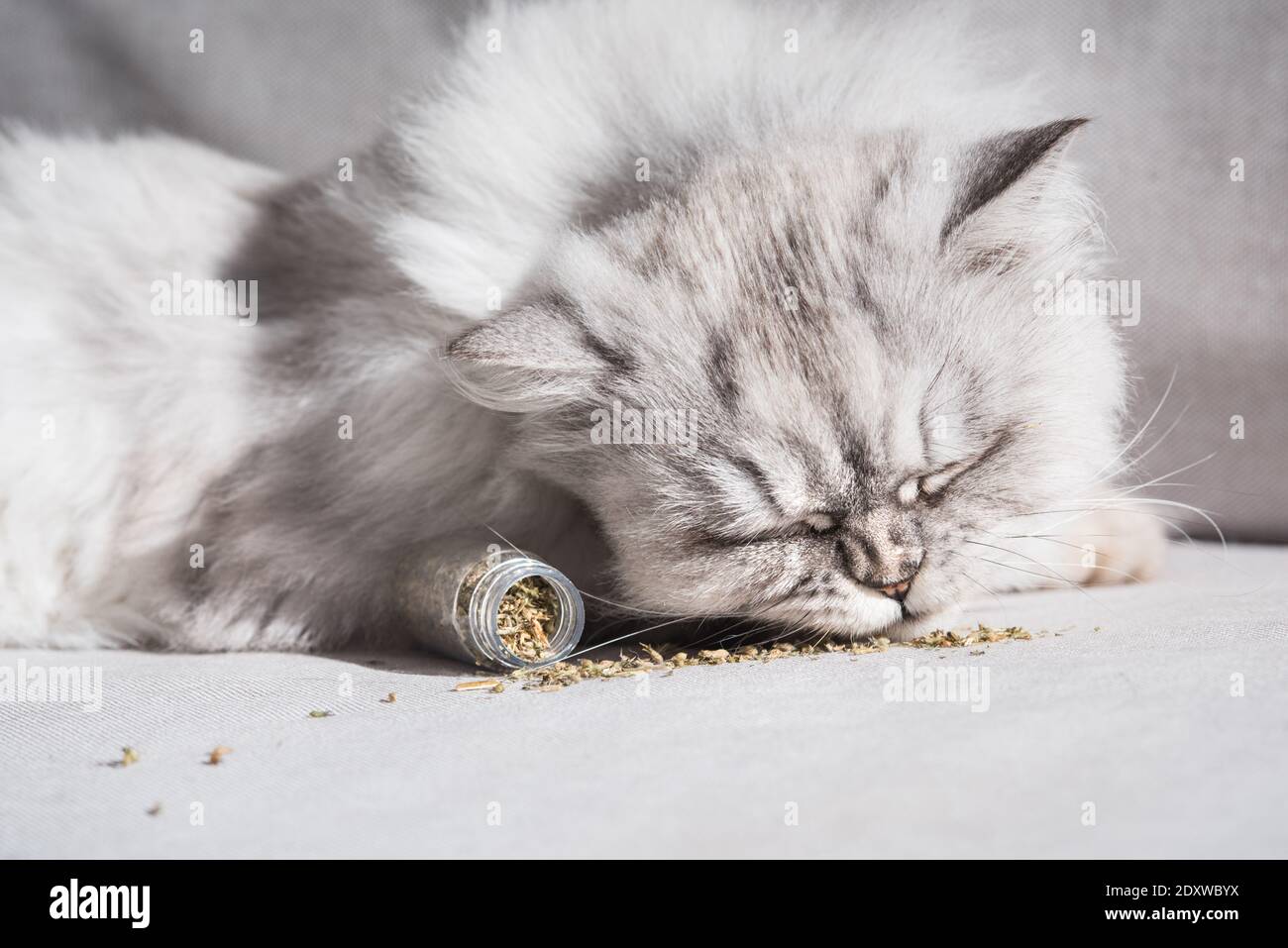 Fluffy grey cat sniffing dried catnip, catwort or catmint.Herbs for ...