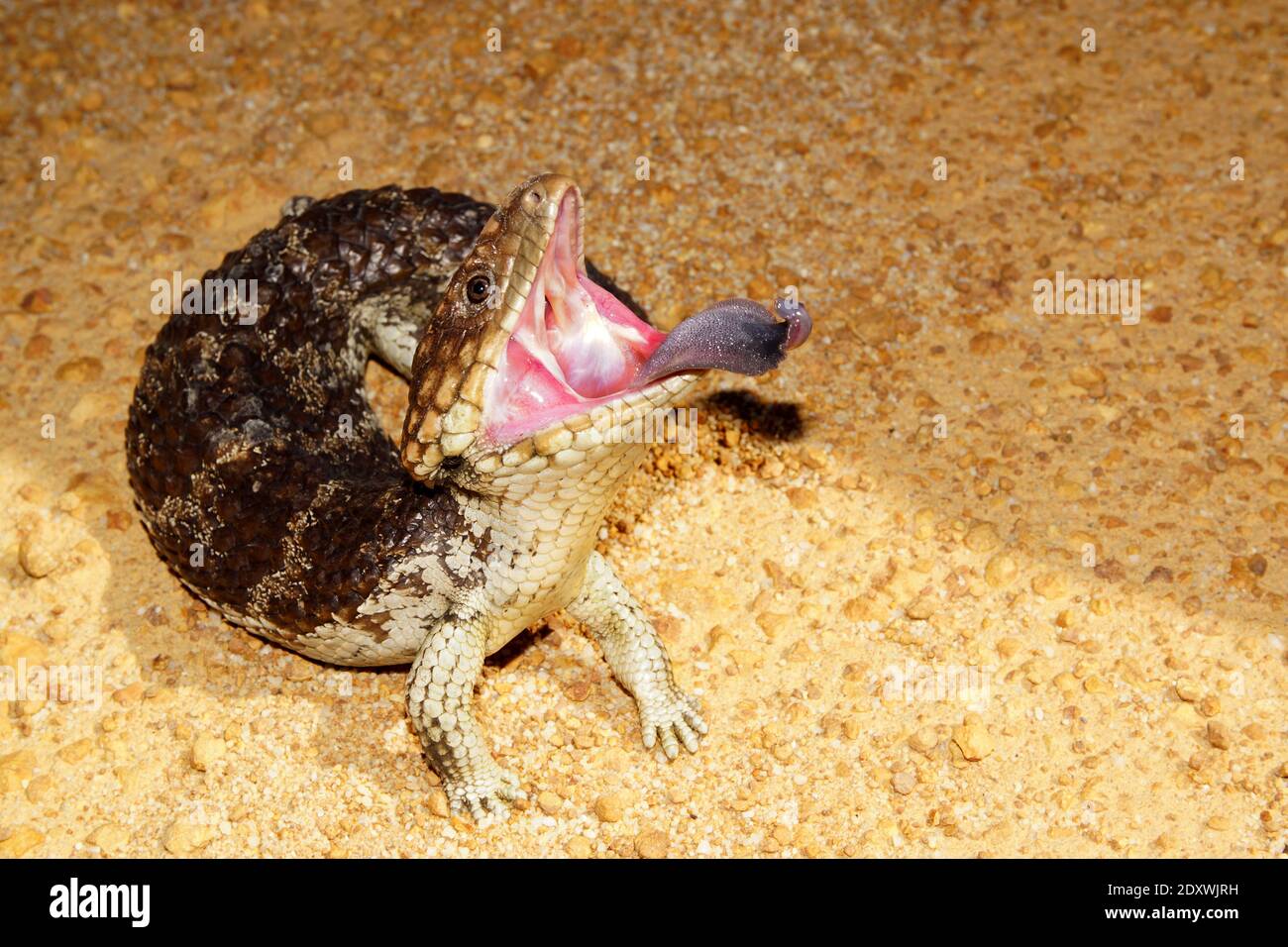 Tiliqua rugosa, the western shingleback or bobtail lizard, threat ...