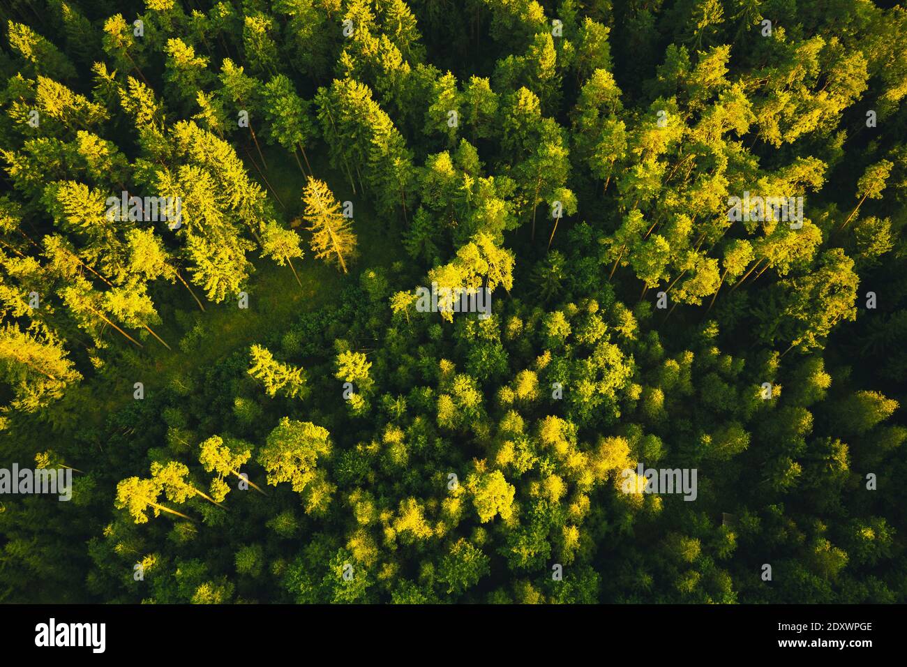 Aerial view of green alpine forest. Drone shoot Stock Photo - Alamy