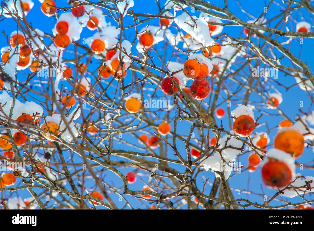 Orange Fruit Tree Snow High Resolution Stock Photography and Images - Alamy