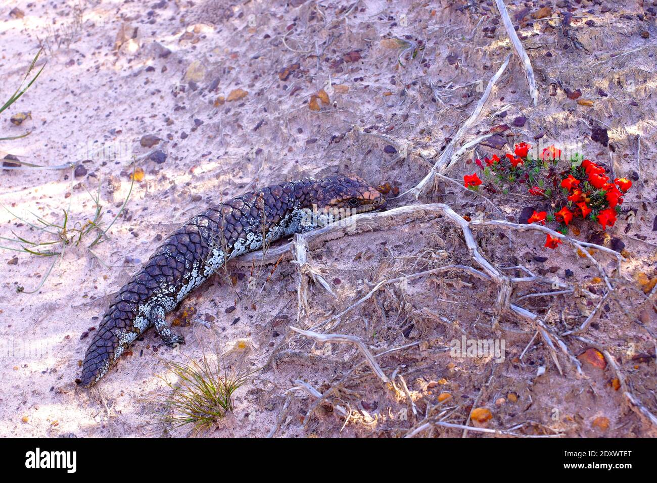Two headed skink hi-res stock photography and images - Alamy
