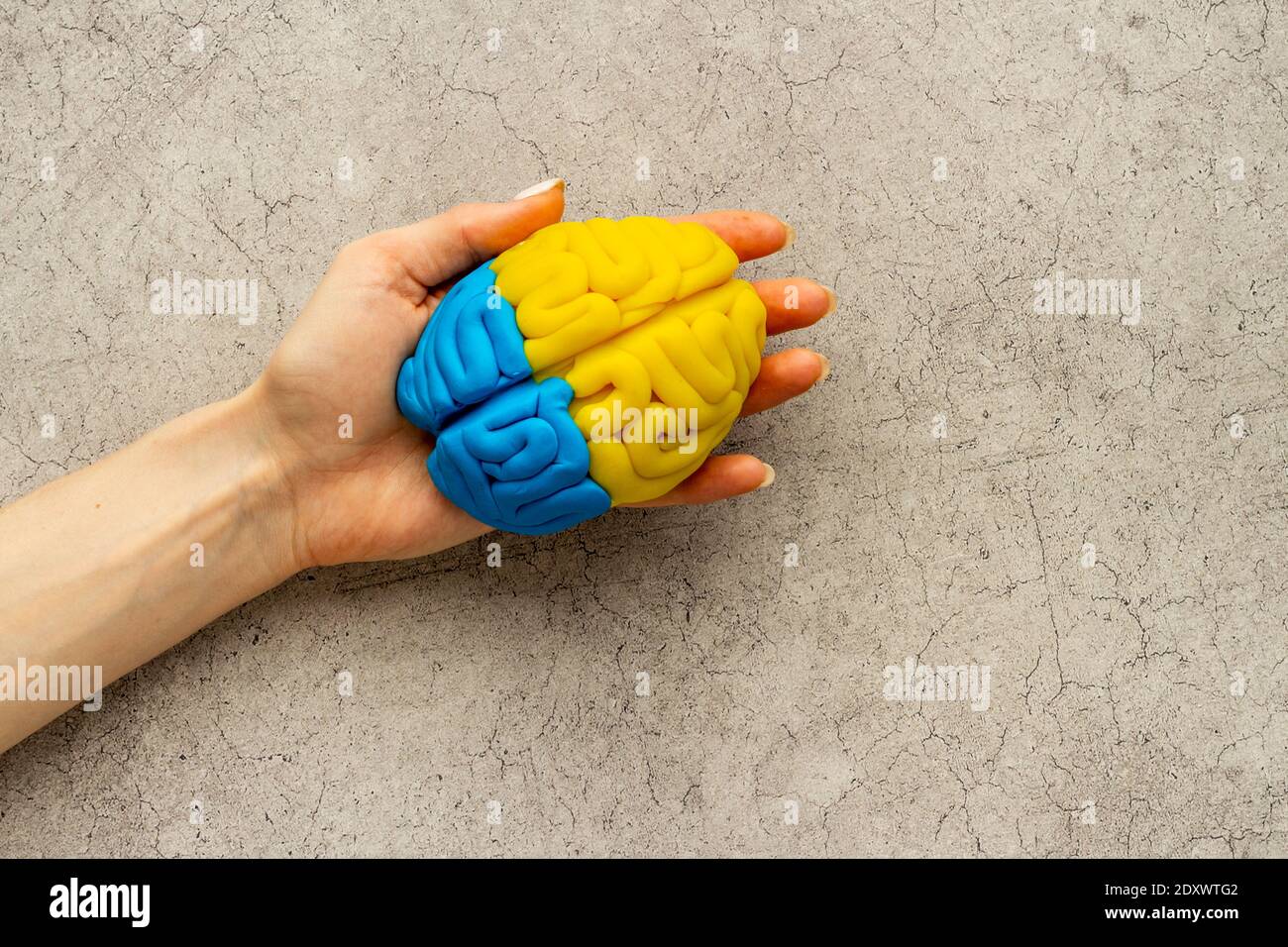 Clay model of human brain hi-res stock photography and images - Alamy