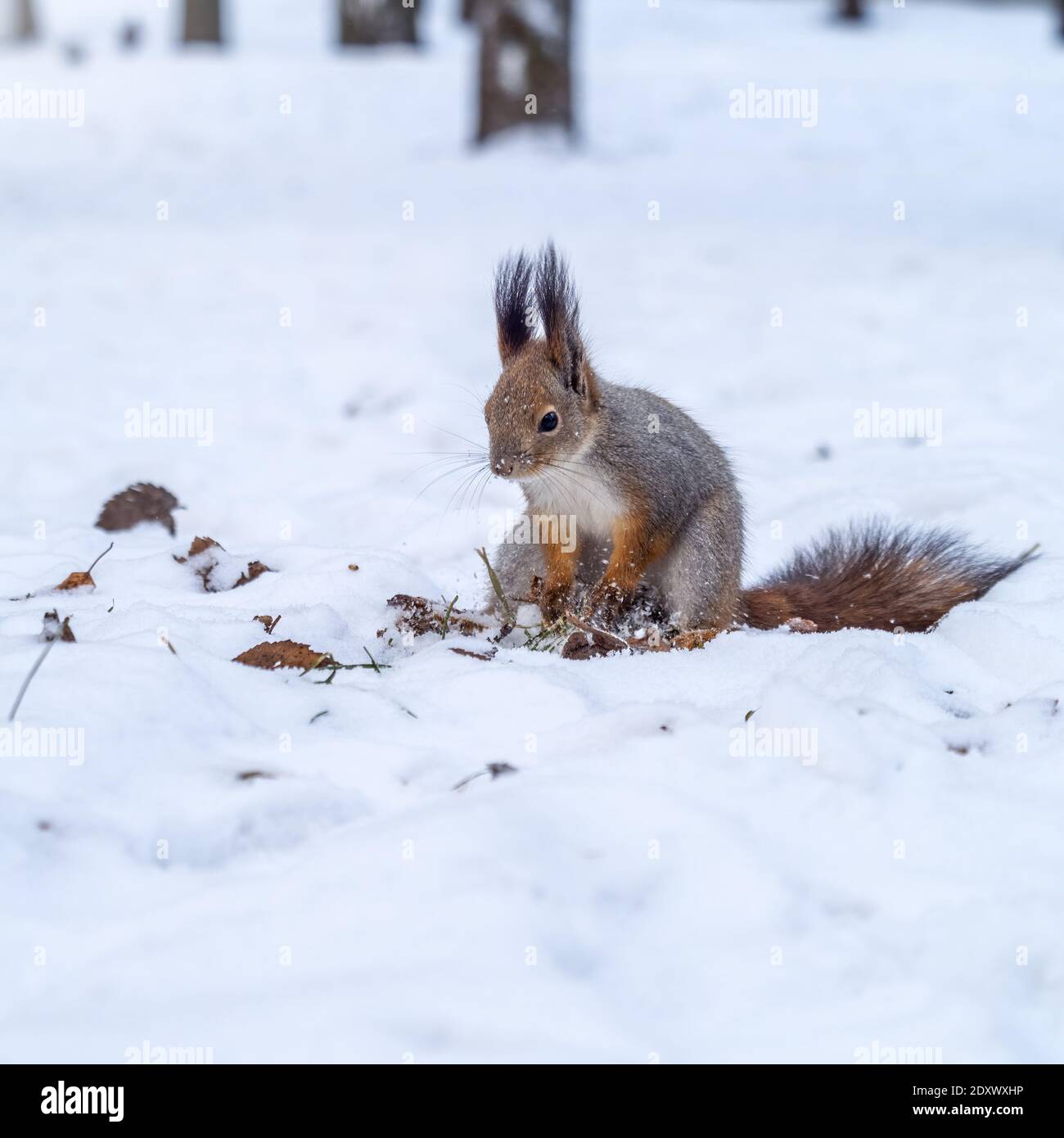 Sciurus vulgaris hides nuts hi-res stock photography and images - Alamy