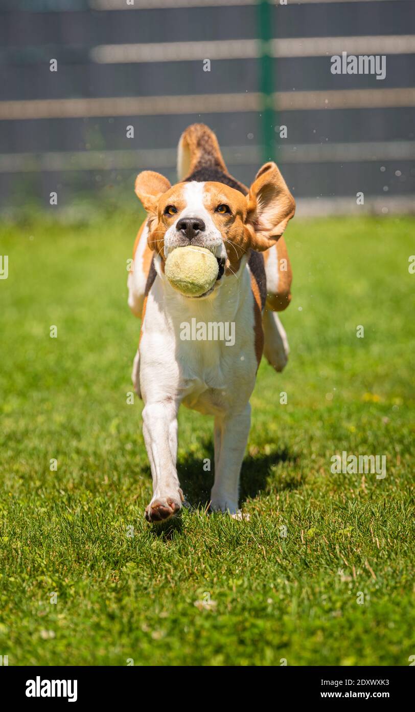 Dog run beagle jumping fun in the backyard with a green ball Stock ...