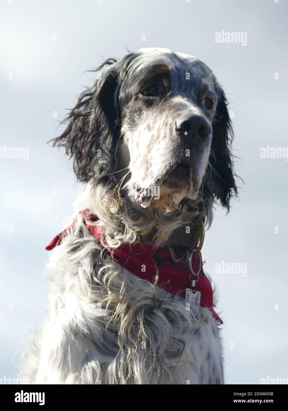 Blue Belton High Resolution Stock Photography and Images - Alamy