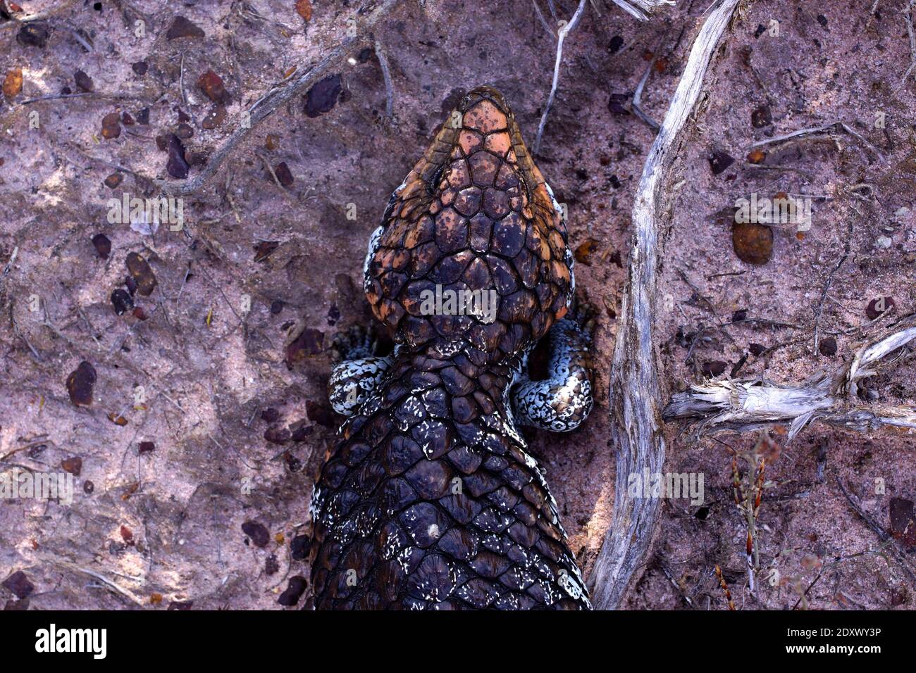 Tiliqua rugosa, the western shingleback or bobtail lizard, near ...