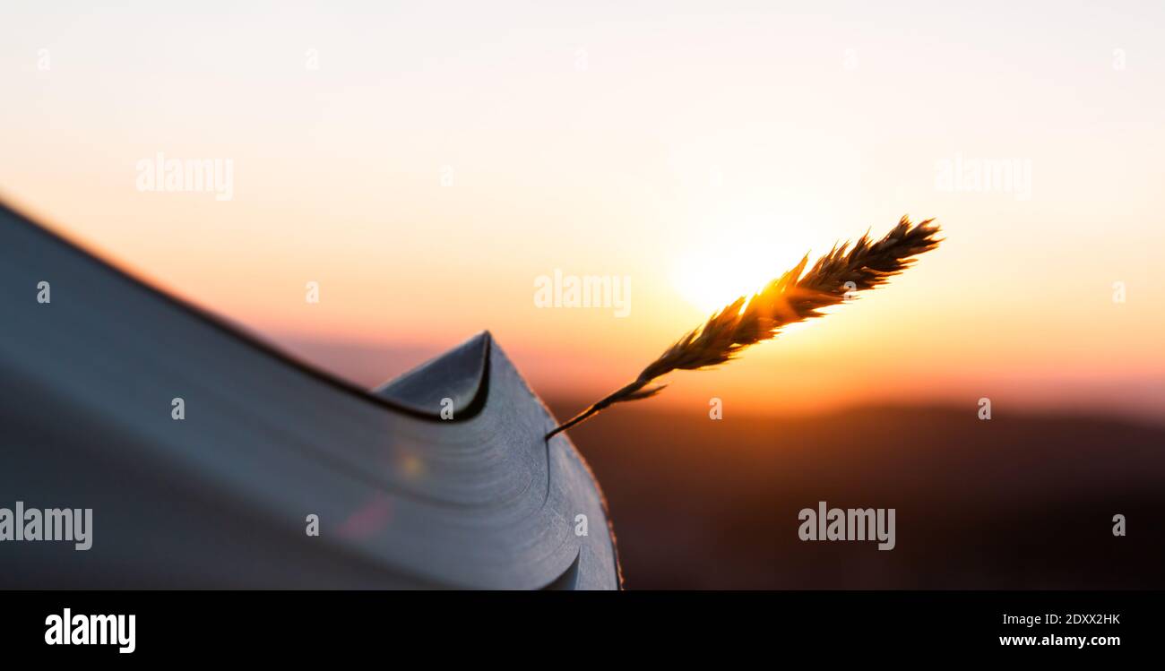 Inspiration and creativity concept. Wheat spike with the warm sun rays ...