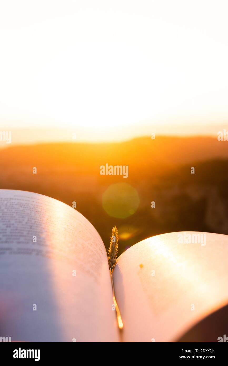 Open book under sunlight outdoors with wheat spike. Education and ...