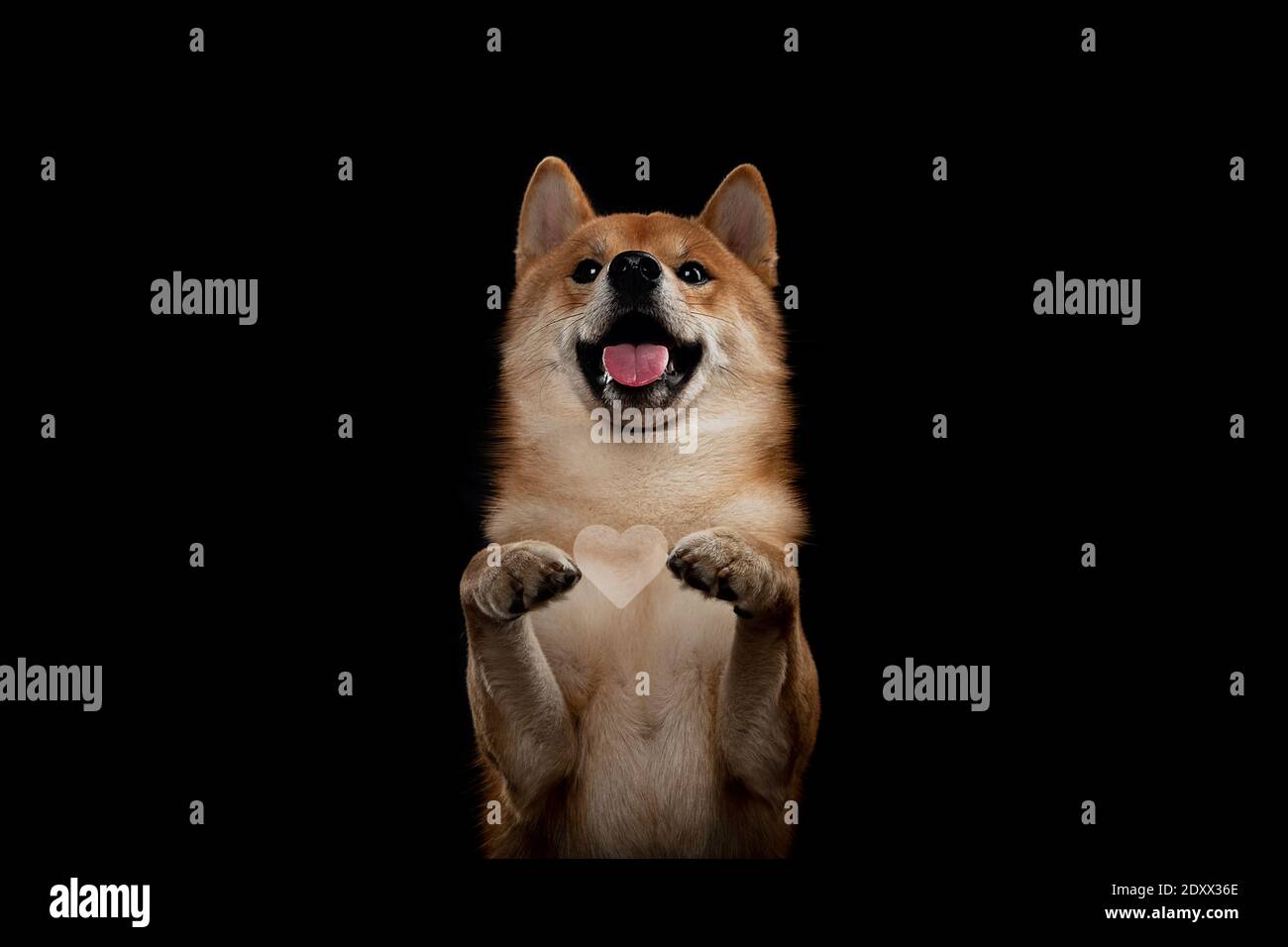 young red shiba inu boy Stock Photo - Alamy