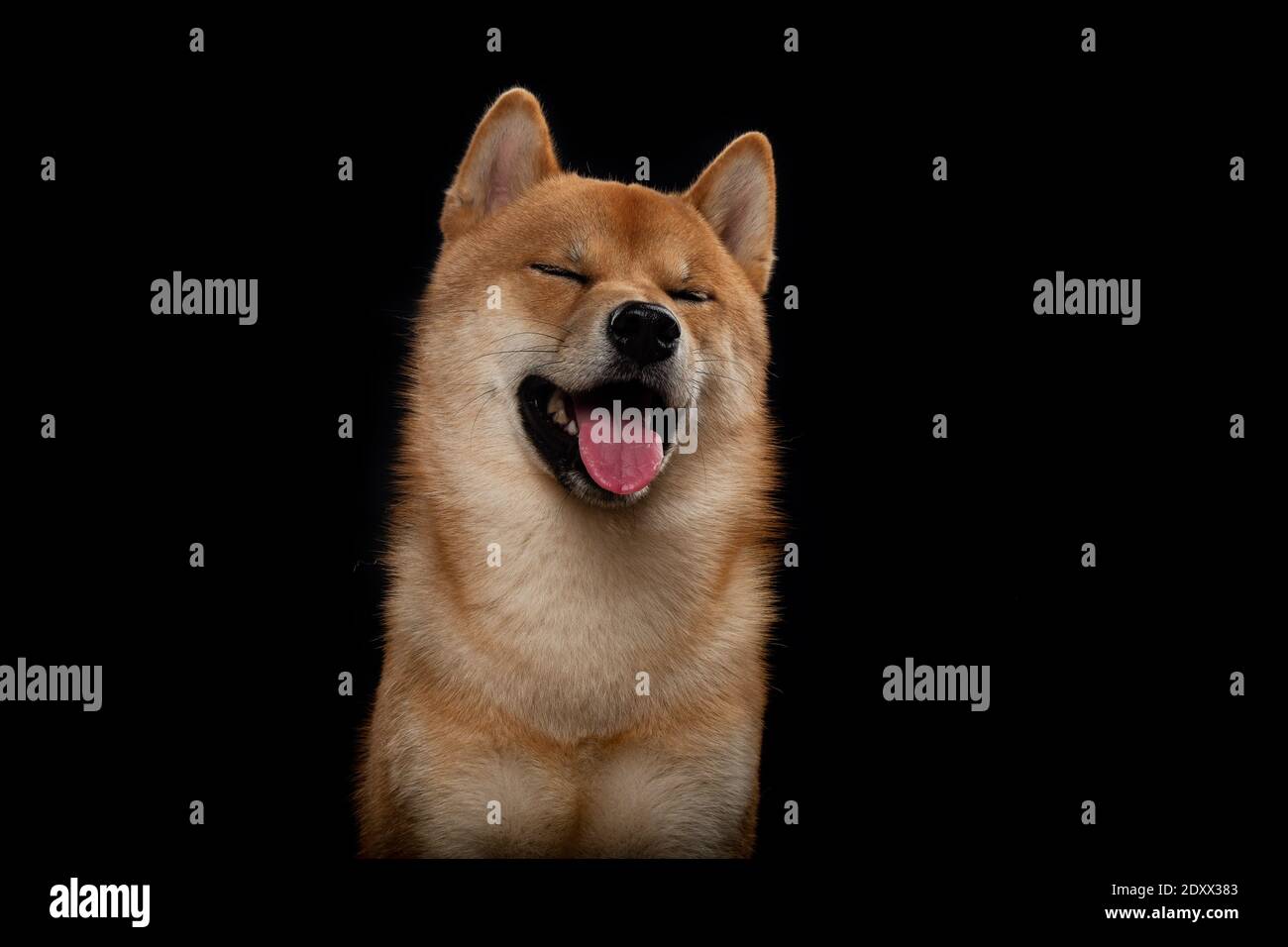 Shiba inu profile hi-res stock photography and images - Alamy