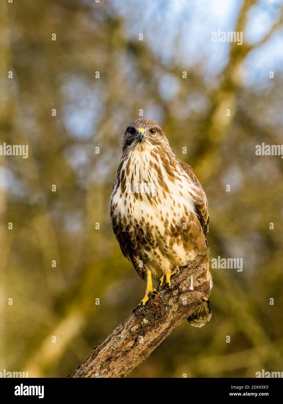 A young common buzzard in rural mid Wales Stock Photo - Alamy