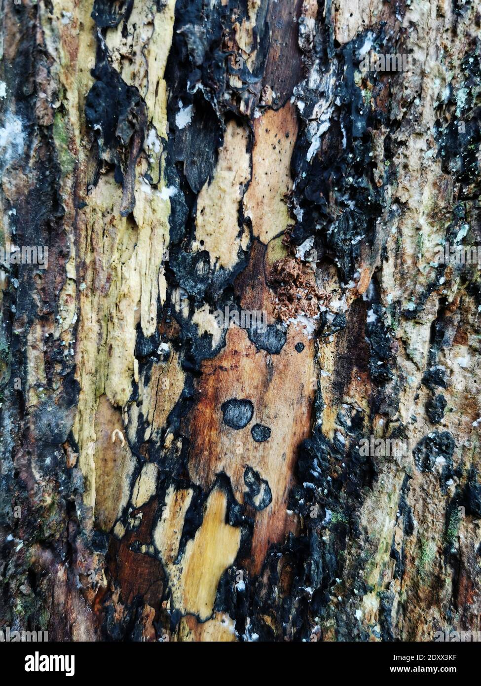 A closeup of seamless burnt wood texture Stock Photo - Alamy