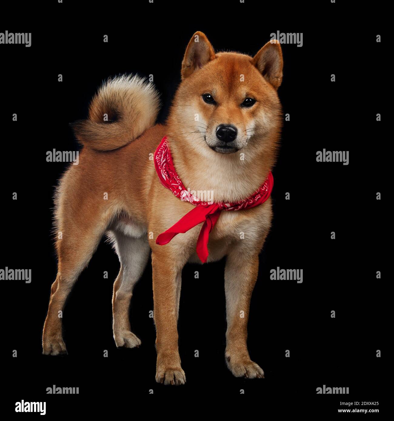 young red shiba inu boy Stock Photo - Alamy