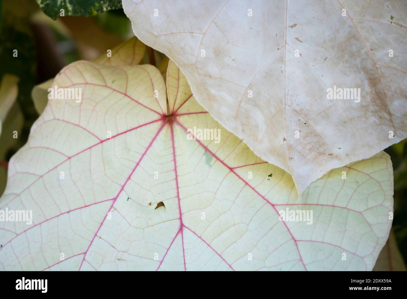 White flowering maple hi-res stock photography and images - Alamy