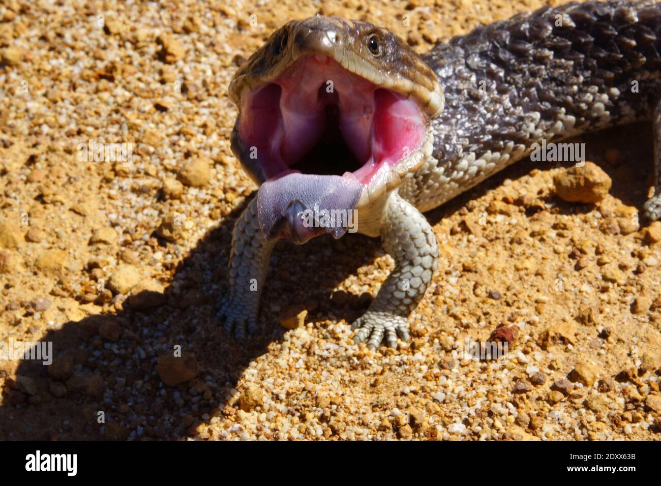 Tiliqua rugosa, the western shingleback or bobtail lizard, threat ...