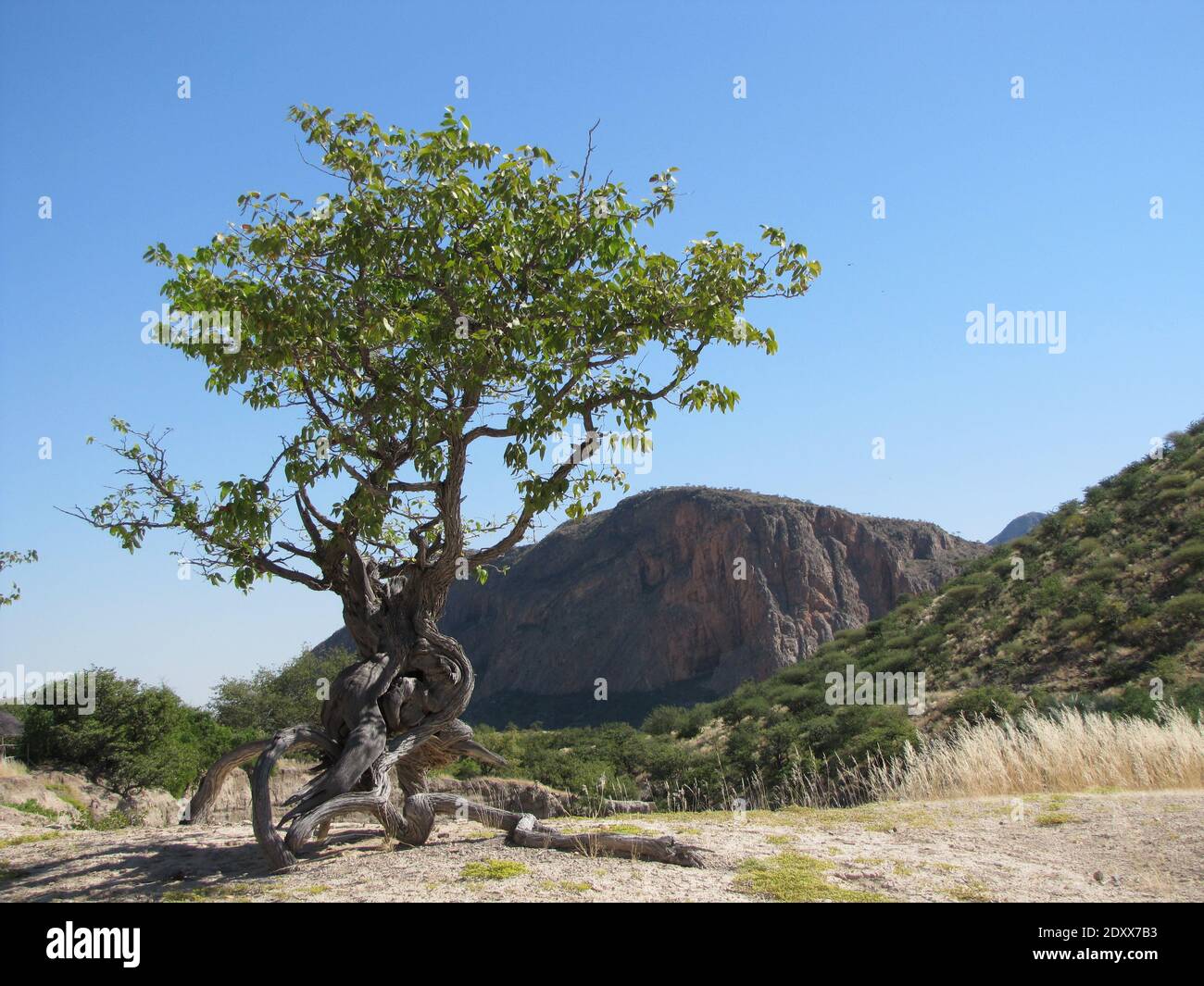 Bizarre roots hi-res stock photography and images - Alamy
