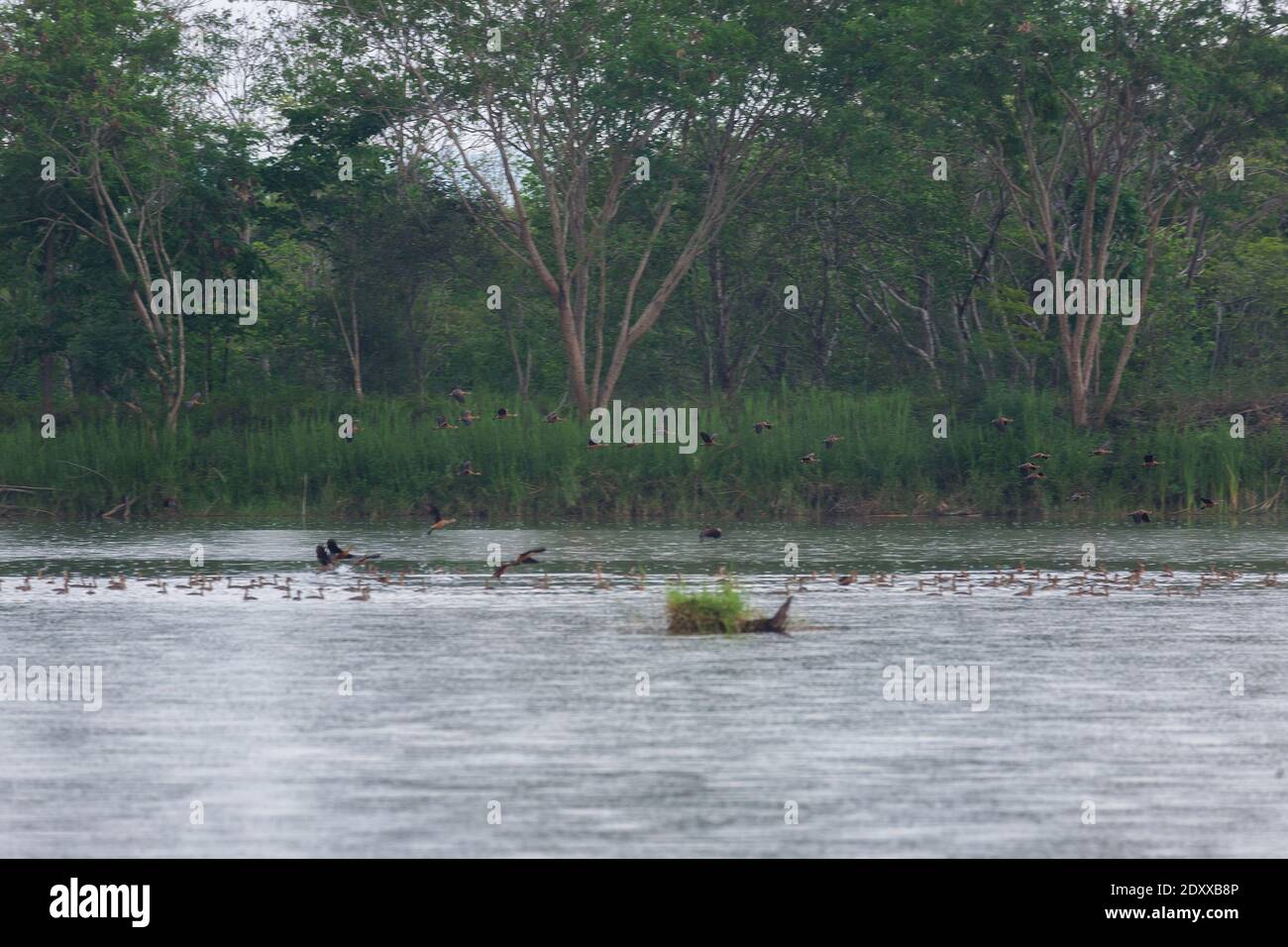 Duck in rain hi-res stock photography and images - Alamy