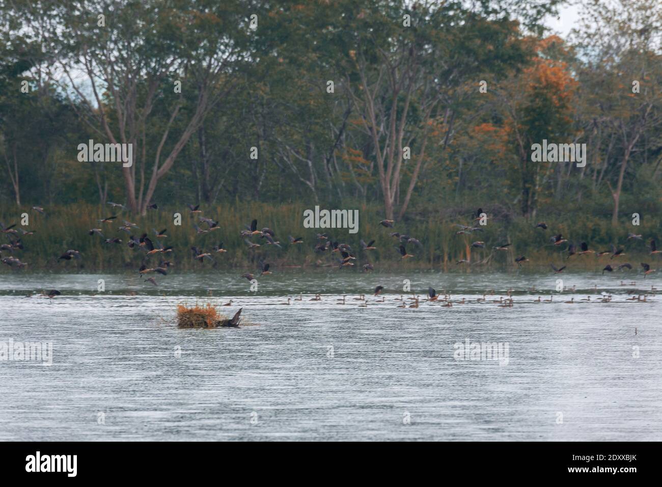 beautiful group of Lesser Whistling Duck flying and activity in raining ...