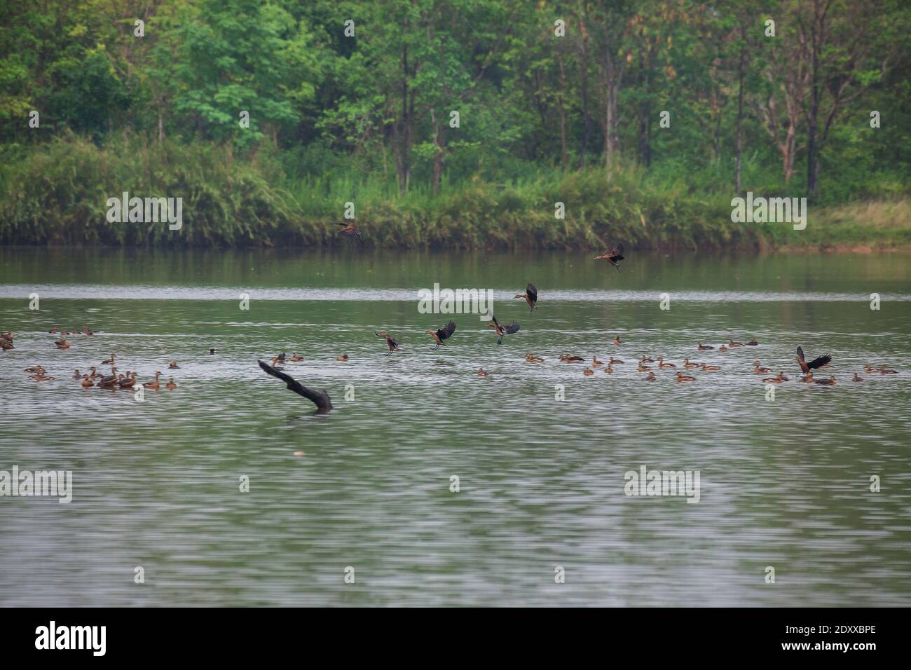 Flying ducks hi-res stock photography and images - Alamy