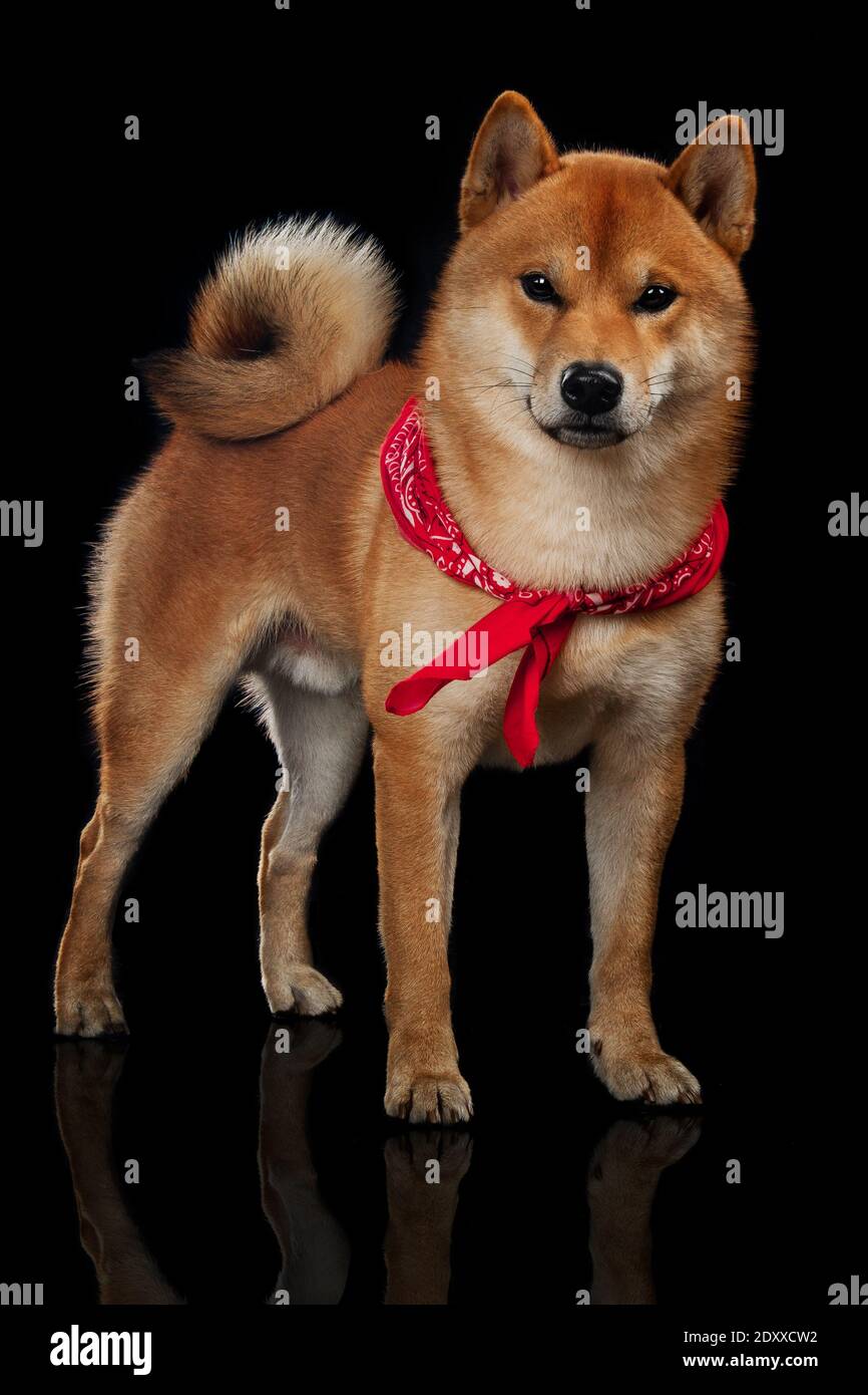 young red shiba inu boy Stock Photo - Alamy