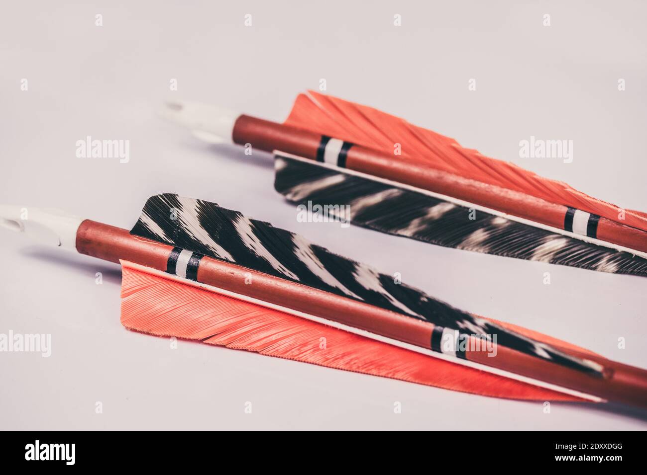 Traditional wooden archery arrows fletched in bright orange and natural ...