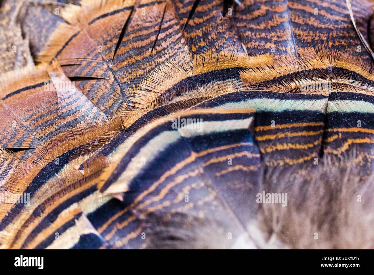 Turkey Tail Fan Logo