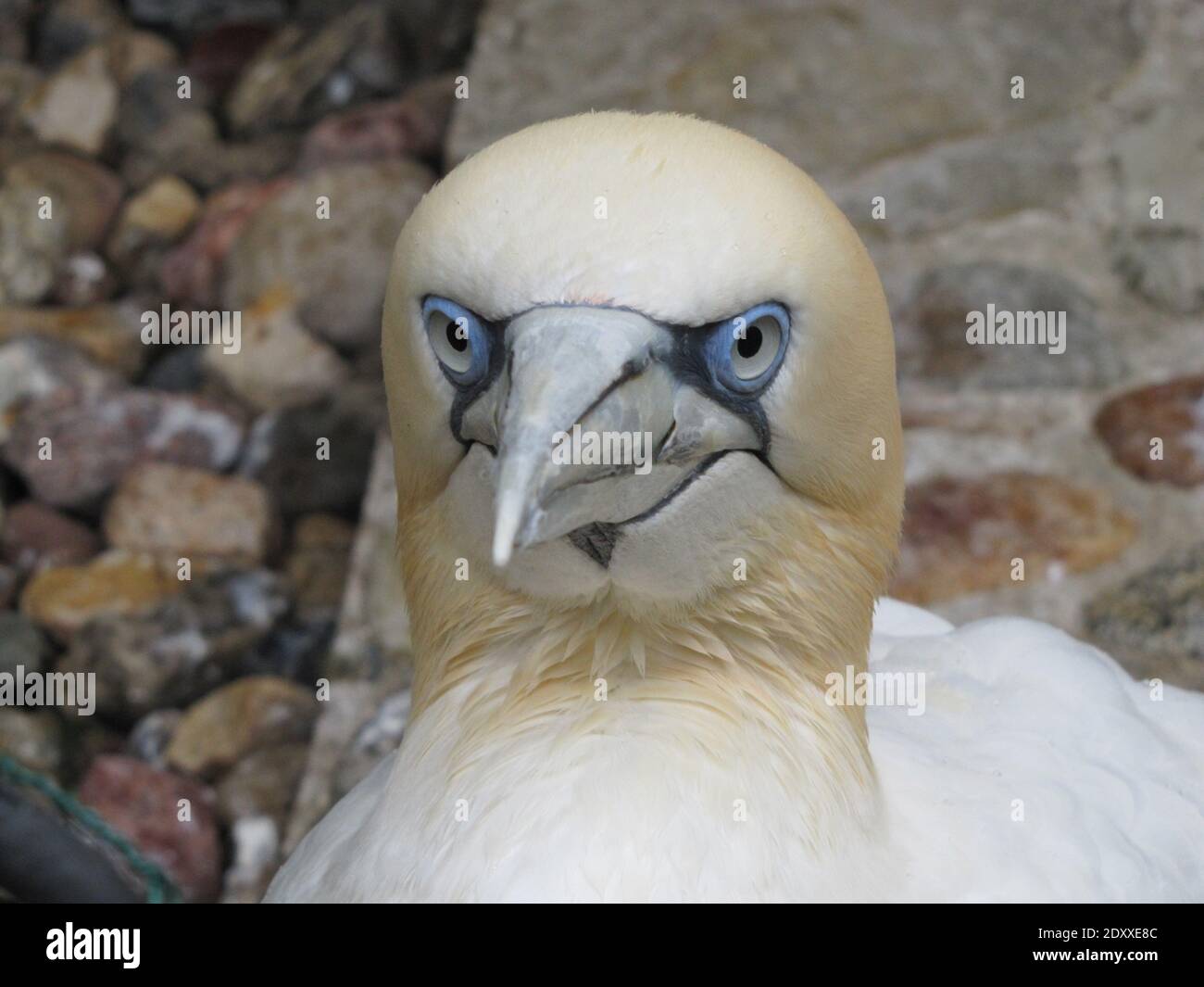 Gennet hi-res stock photography and images - Alamy
