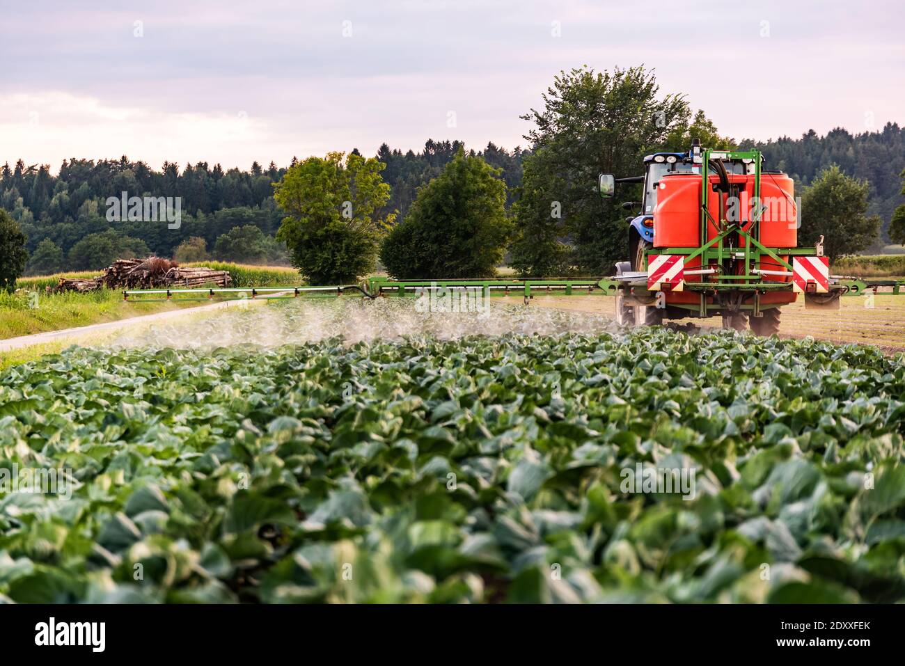 Tractor spraying pesticides on cabbage field Stock Photo - Alamy